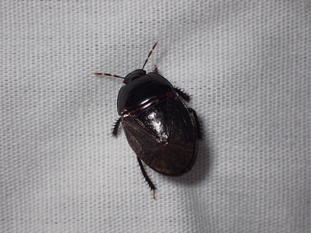 Adrisa from 4 Ronald Ct, Somerville VIC 3912, Australia on February 4 ...