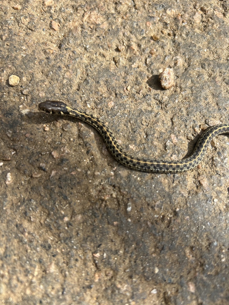 Checkered Garter Snake from Williamson Creek West Greenbelt, Austin, TX ...