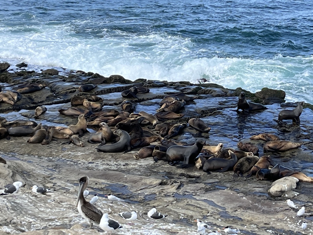 California Sea Lion from Stairs to la Jolla Cove Beach, San Diego, CA ...