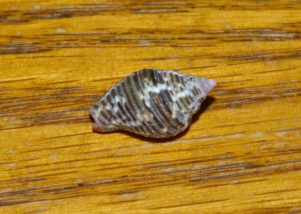 Merchant Dove Shell from Isabela, Puerto Rico on February 4, 2024 at 03 ...