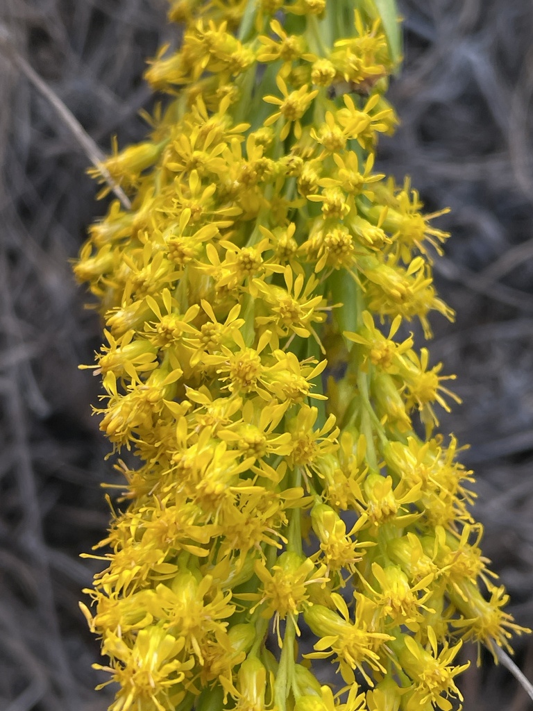 Southern Seaside Goldenrod from Tampa Bay, FL, US on February 4, 2024 ...