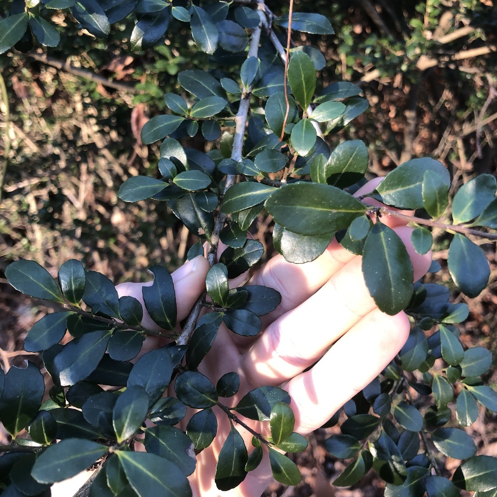 Japanese holly from Runnemede, NJ, USA on February 04, 2024 at 04:17 PM ...