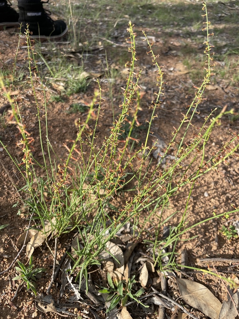 Stackhousia from Woodside, NSW, AU on January 6, 2024 at 06:16 PM by ...