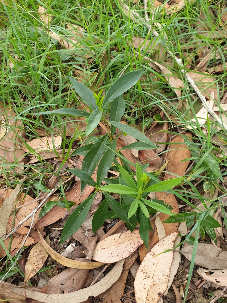 Bootlace Plant in August 2021 by PeterCopping · iNaturalist