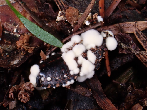 Beauveria pseudobassiana · iNaturalist United Kingdom