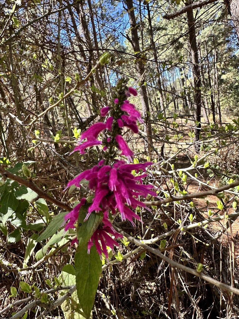 Mexican fuchsia sage from JAL-437, Tapalpa, Jal., MX on February 4 ...