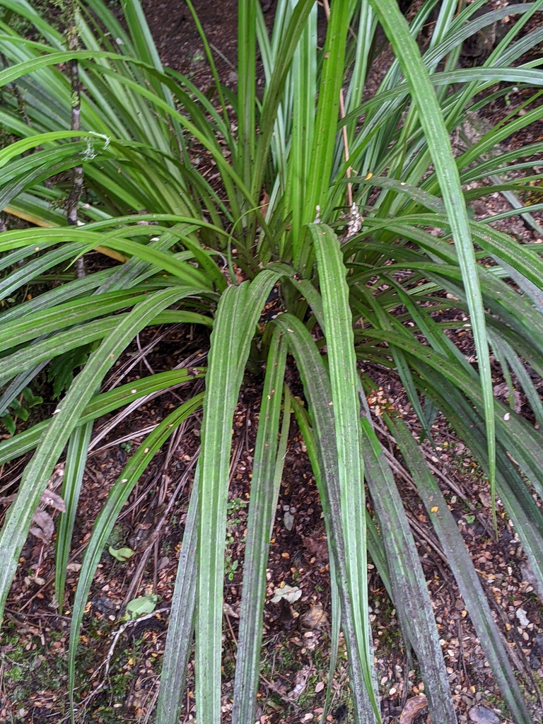 Bush Flax from Southland District, Southland, New Zealand on December 7 ...