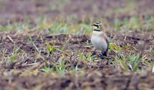 Dusky Horned Lark (Subspecies Eremophila alpestris merrilli ...