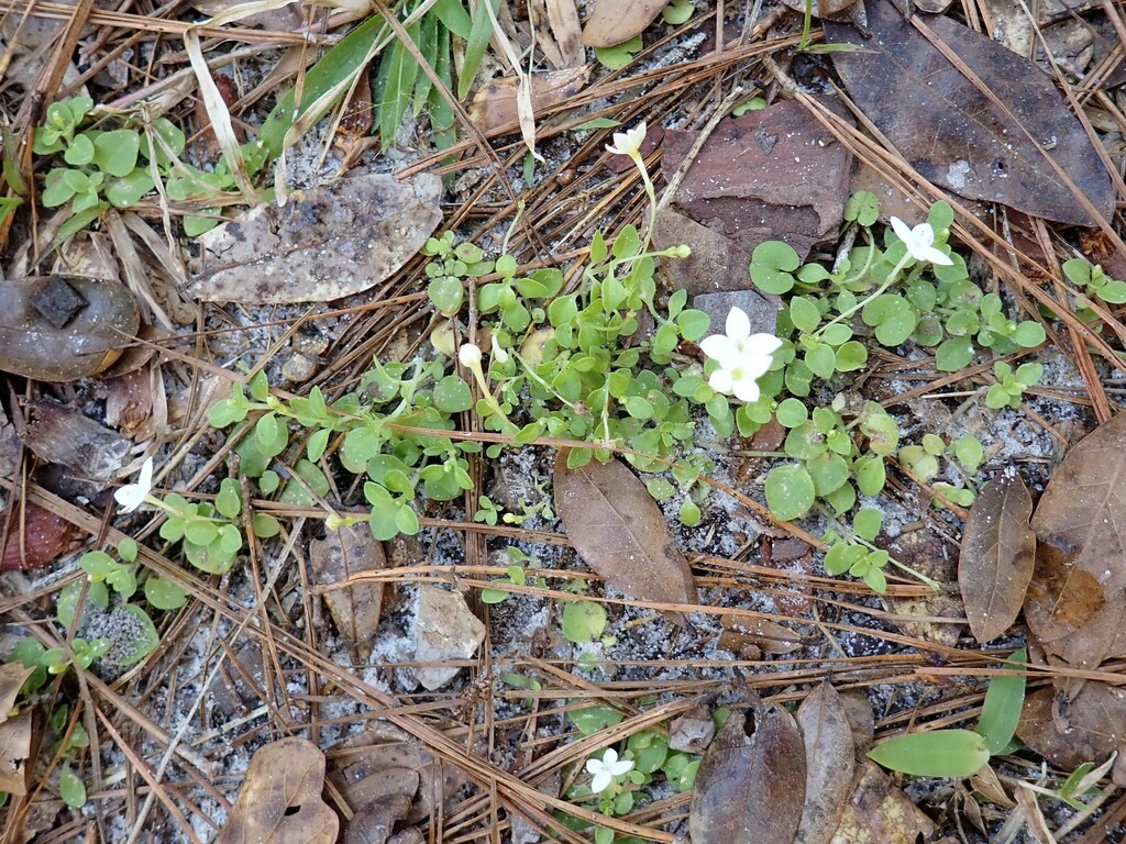 roundleaf bluet from Alachua County, FL, USA on February 2, 2024 at 10: ...