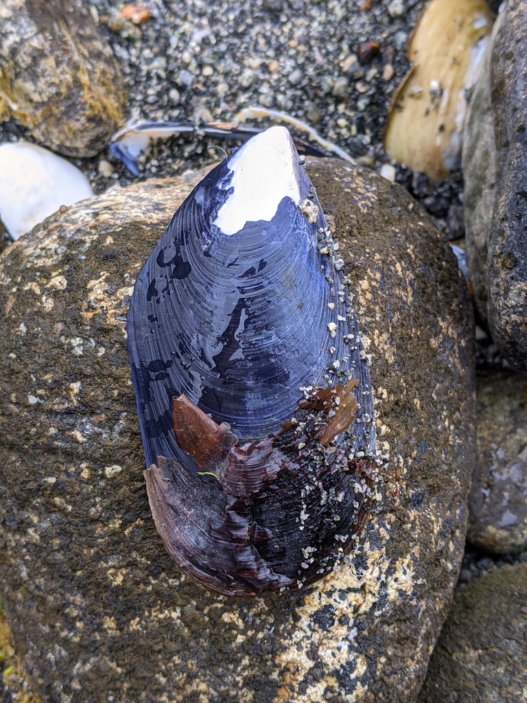 Tasmanian Blue Mussel from Milford Sound 9679, New Zealand on December ...