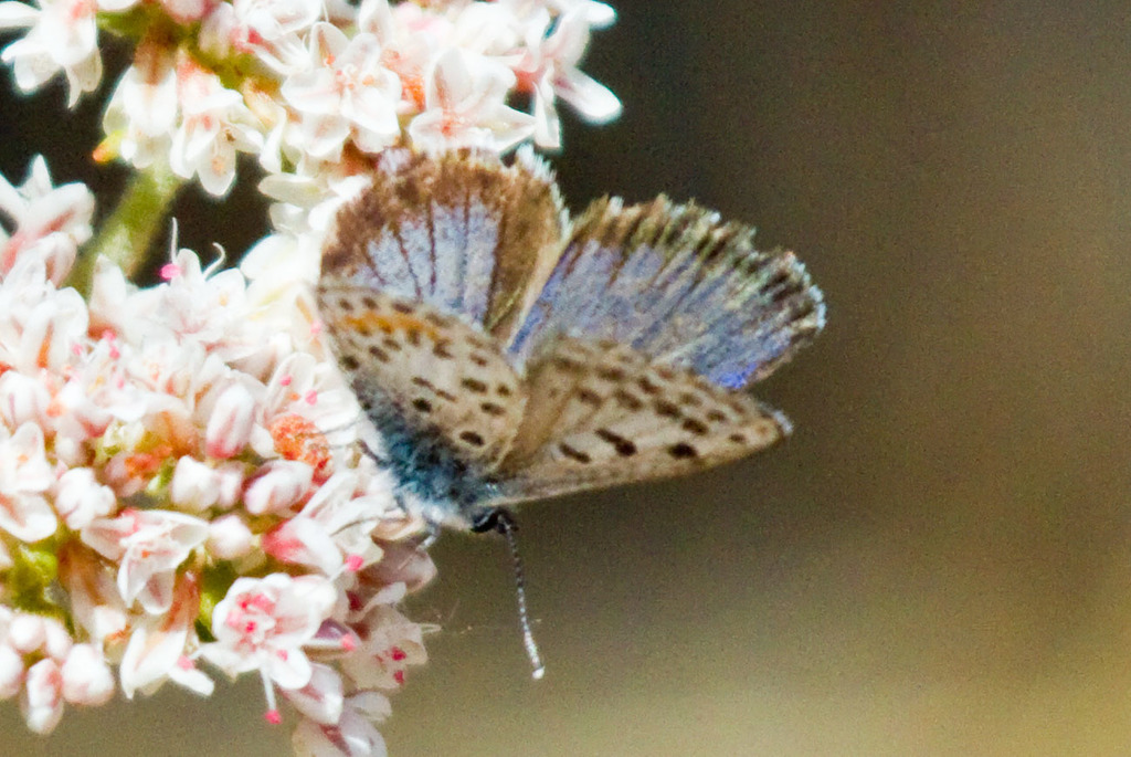 Euphilotes enoptes enoptes from Steel Bridge-Hwy 94 on May 26, 2013 at ...
