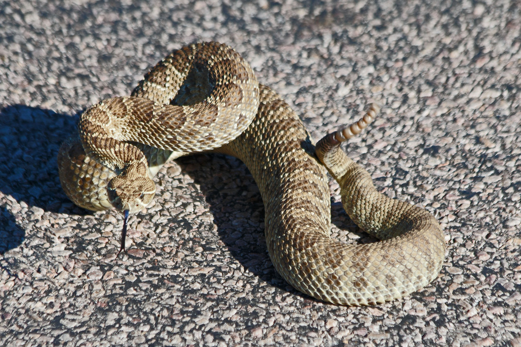 Prairie Rattlesnake from Meade County, SD, USA on September 27, 2023 at ...