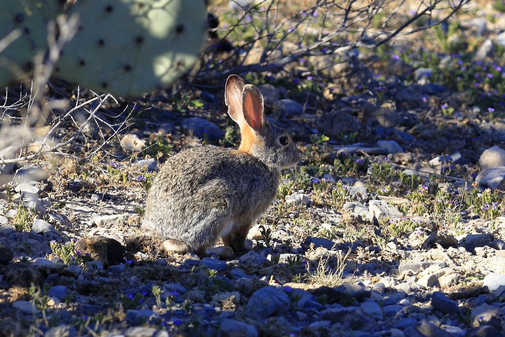 Desert Cottontail from Bustamante, N.L., México on February 4, 2024 at ...