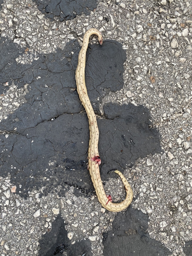 Cuban Dwarf Boa from Cayo Coco, Ciego de Ávila, CU on February 4, 2024 ...