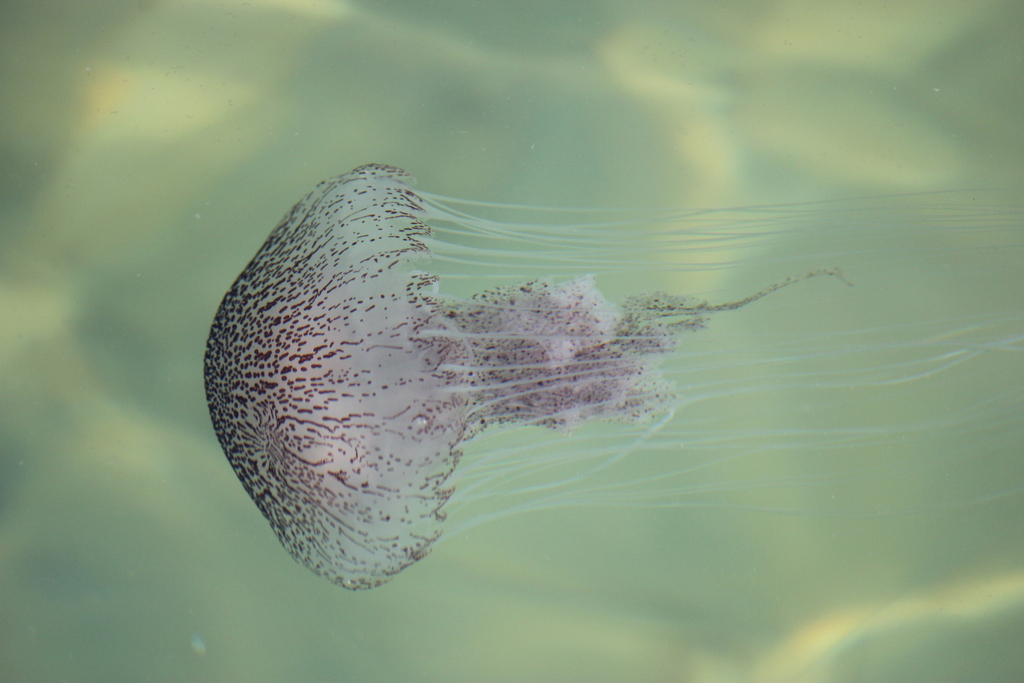 Australian Sea Nettle from Snake Island VIC 3971, Australia on February ...