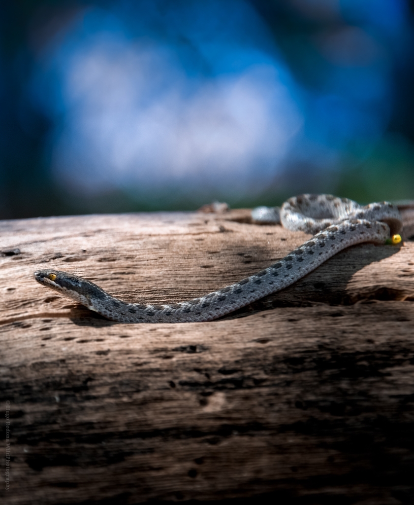 Coast Night Snake from 23217 B.C.S., México on February 4, 2024 at 01: ...
