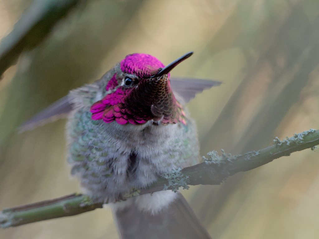 Anna's Hummingbird from Central Vancouver, Vancouver, BC, Canada on ...