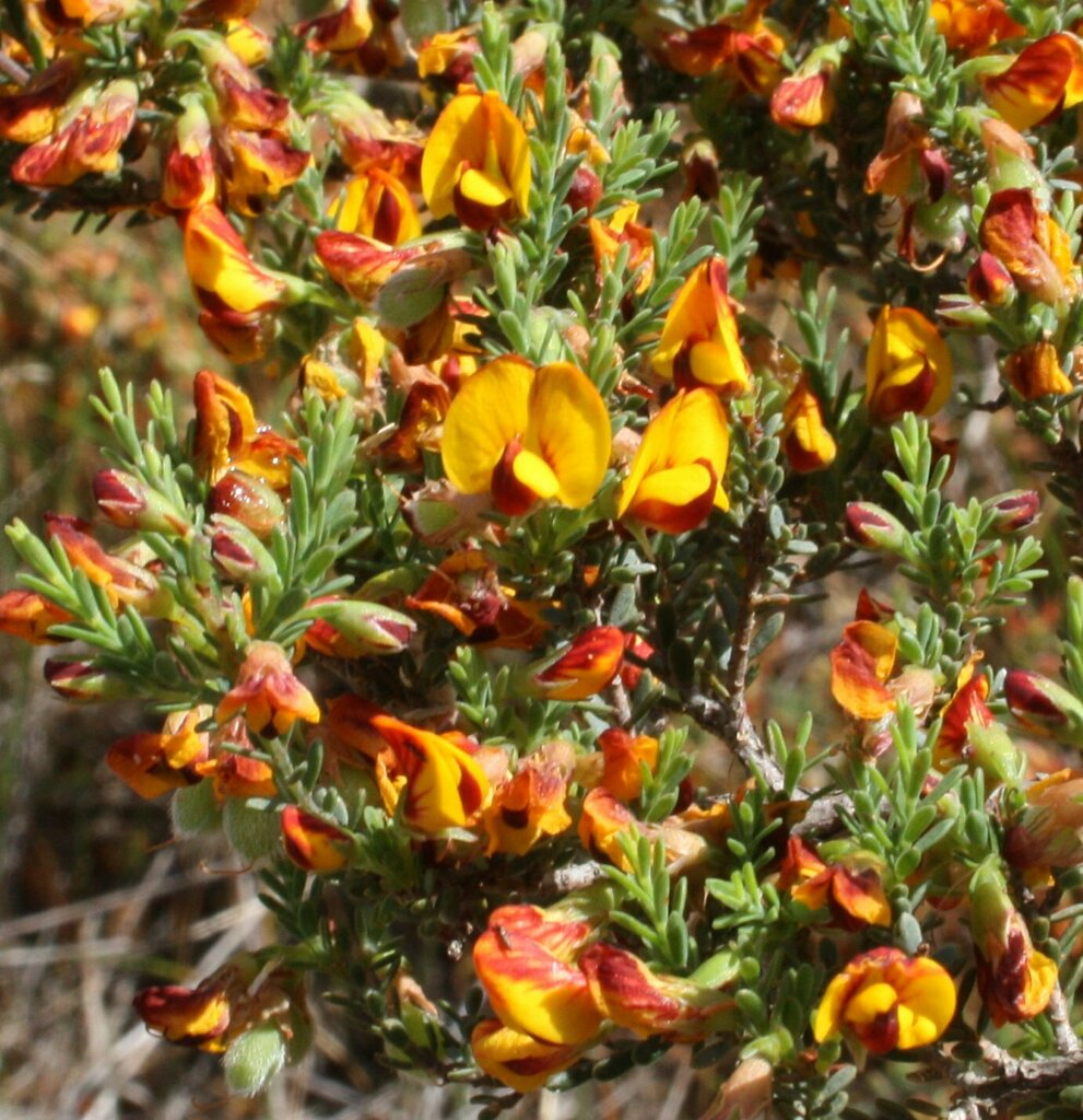 Eutaxia empetrifolia from Needilup WA 6336, Australia on October 19 ...