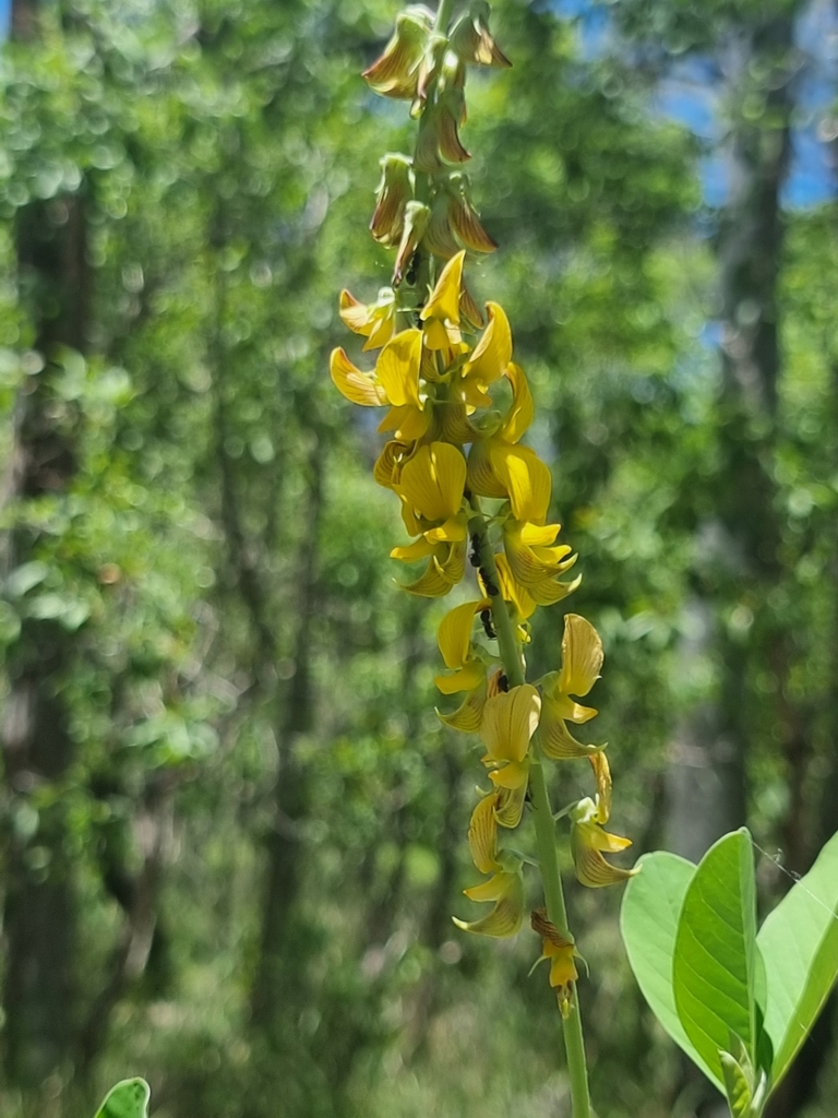 Streaked Rattlepod from Sandgate, AU-QL, AU on February 5, 2024 at 12: ...