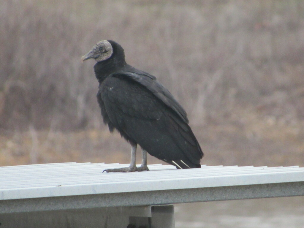 Black Vulture from Tarrant County, TX, USA on February 4, 2024 at 09:09 ...