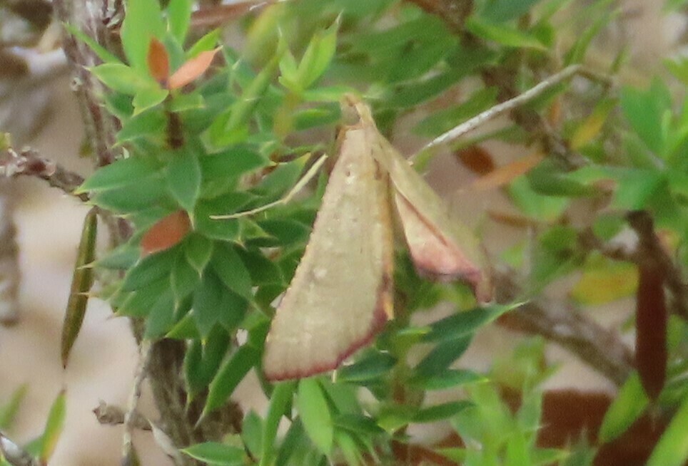 Endotricha pyrosalis from Coomba Park NSW 2428, Australia on February ...
