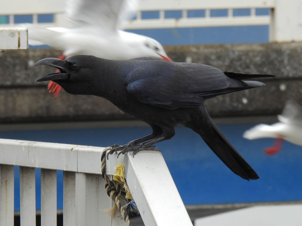 Large-billed Crow from Kawasaki Ward, Kawasaki, Kanagawa, Japan on ...
