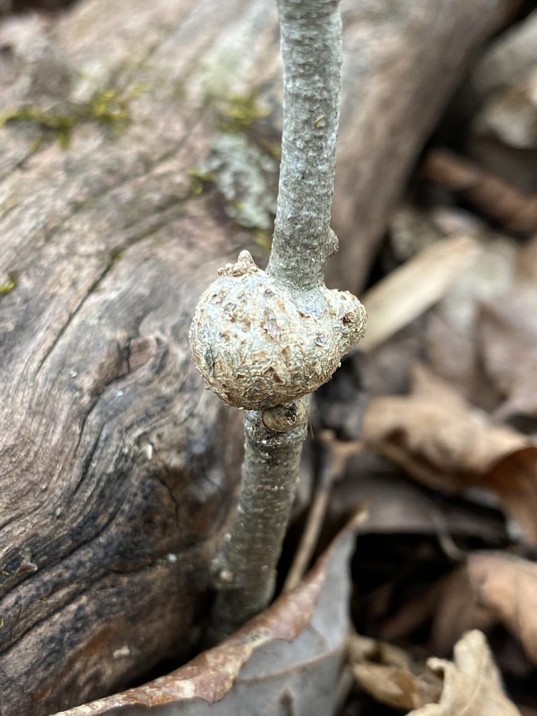 Callirhytis in February 2024 by Jim Oehmke · iNaturalist