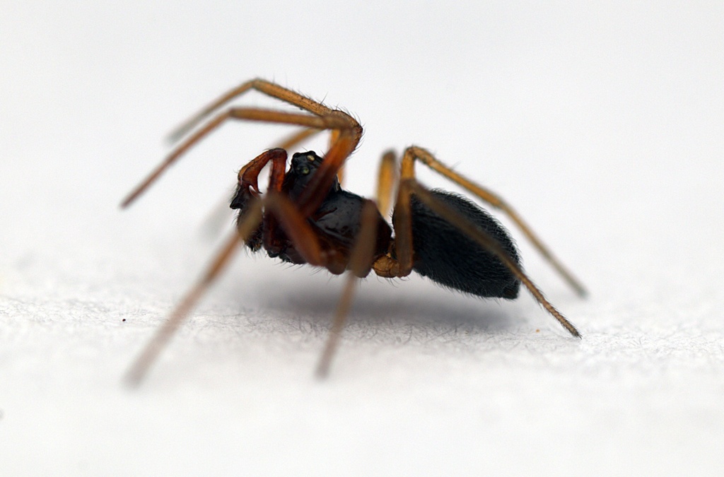 Erigone prominens from Kaeo, New Zealand on December 22, 2022 at 02:50 ...