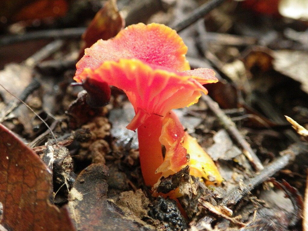 Waxcaps from Barron Gorge National Park QLD 4881, Australia on February ...