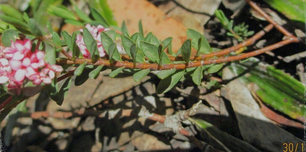 alpine rice-flower from Baw Baw Village VIC 3833, Australia on December ...