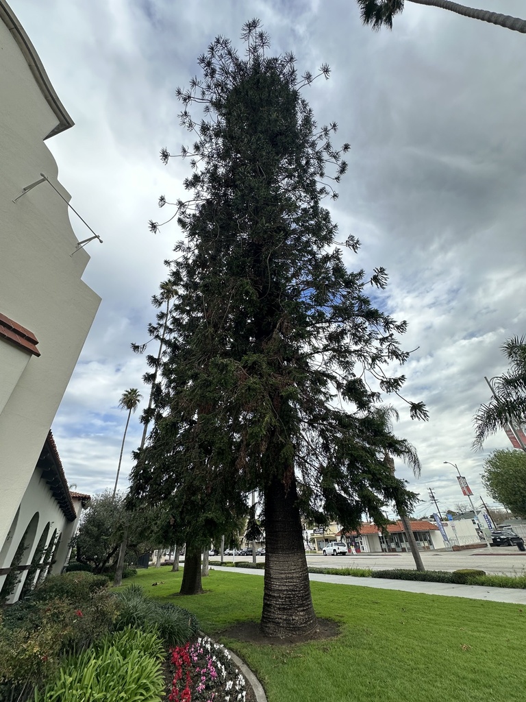 Bunya Pine from Bowers Museum, Santa Ana, CA, US on February 4, 2024 at ...