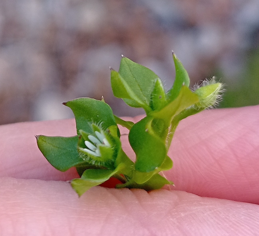 common chickweed from Skillman @ Colfax - N - MB2, Dallas, TX 75231 ...