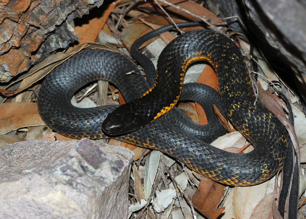 Western Tiger Snake from Stirling Range National Park WA 6338 ...