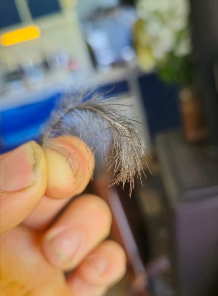 Birds from Ōtaki 5583, New Zealand on February 5, 2024 at 12:50 PM by ...