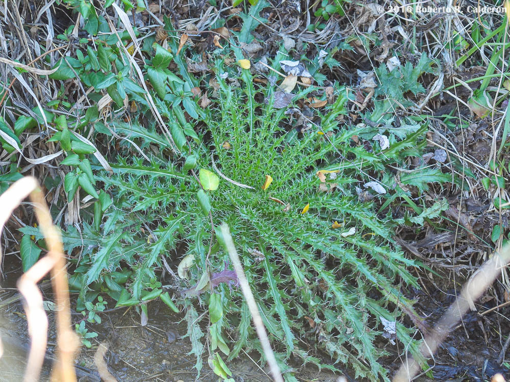 Prairie thistle (CICA11) (OCTC Flora Guide) · iNaturalist