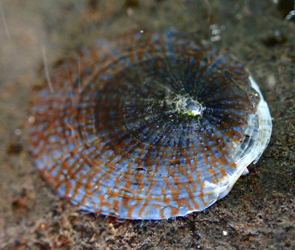True Limpets from Burleigh Heads Rocky Shores QLD, Australia on ...
