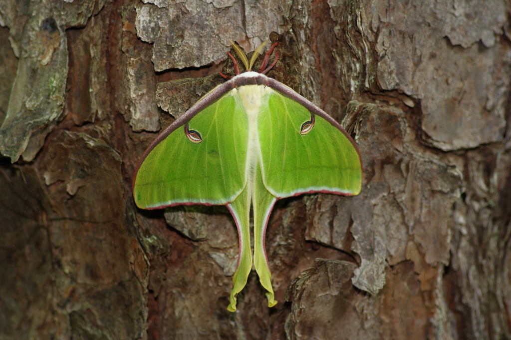 North American Luna Moth from Jasper County, TX, USA on April 09, 2019 ...