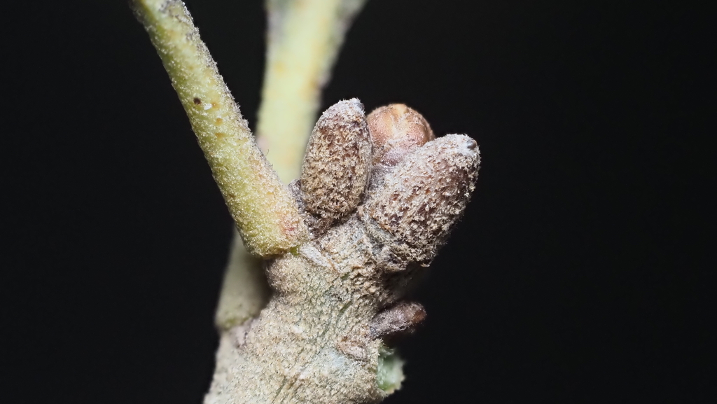Southern Live Oak Stem Gall Wasp from Mueller, Austin, TX, USA on ...