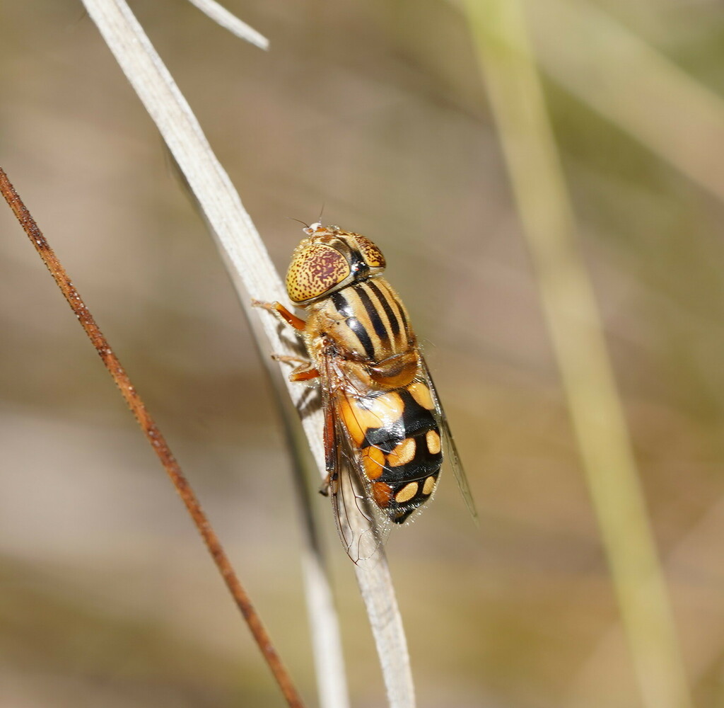 Native Drone Fly from Gembrook VIC 3783, Australia on February 2, 2024 ...