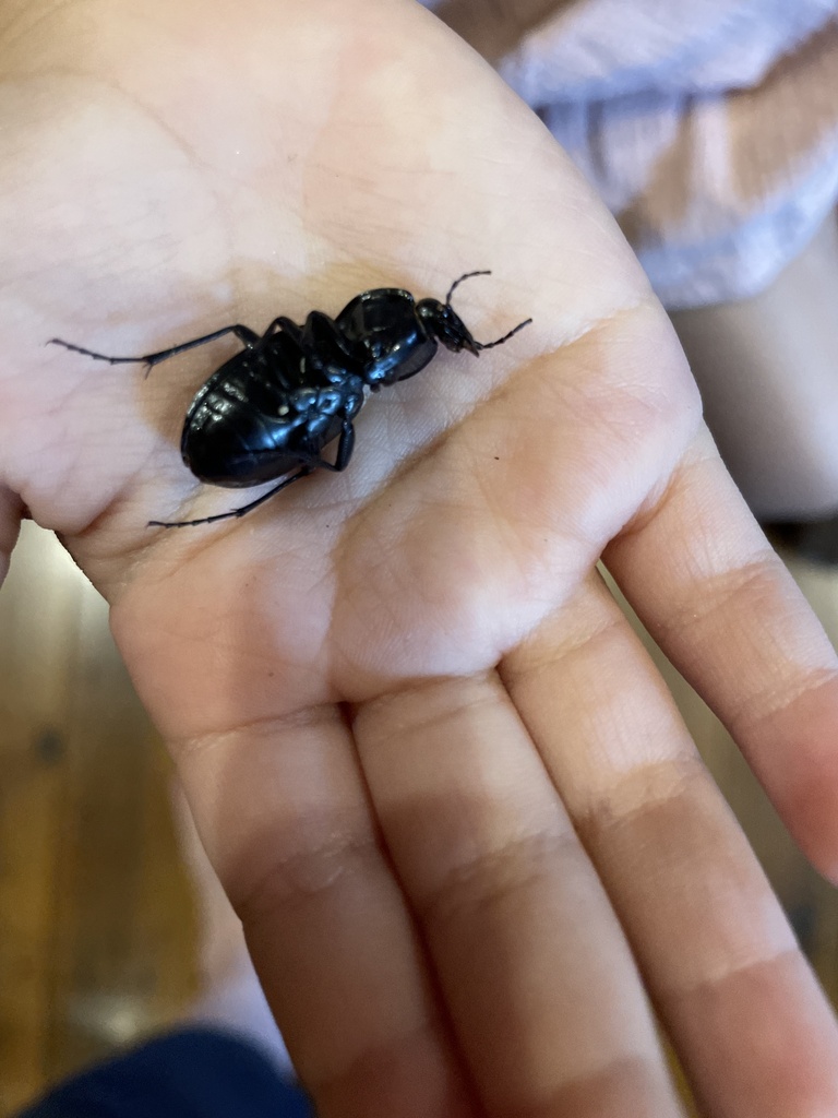Pamborus from Hill St, Uralla, NSW, AU on February 5, 2024 at 05:41 PM ...