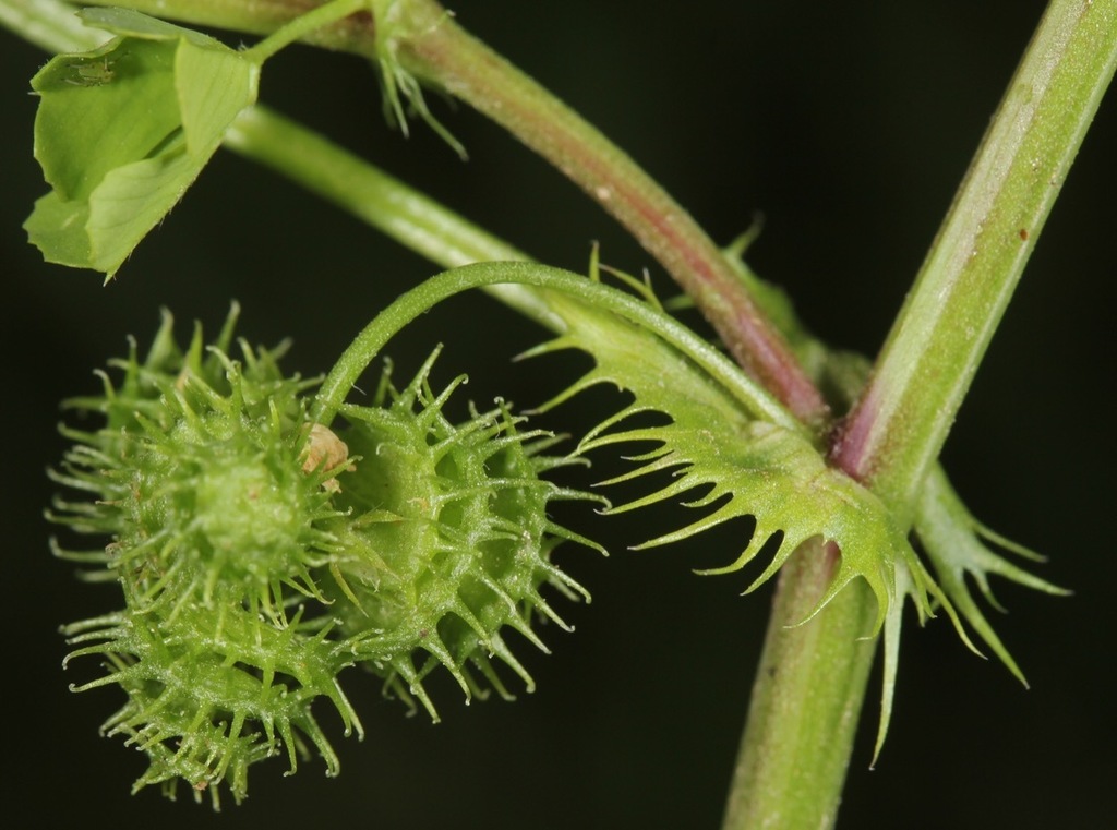 bur clover (Bean Hollow) · iNaturalist
