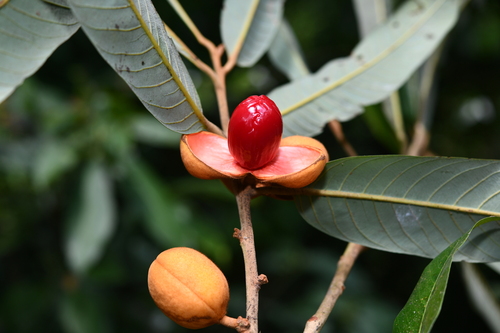 Knema elegans · iNaturalist Mexico