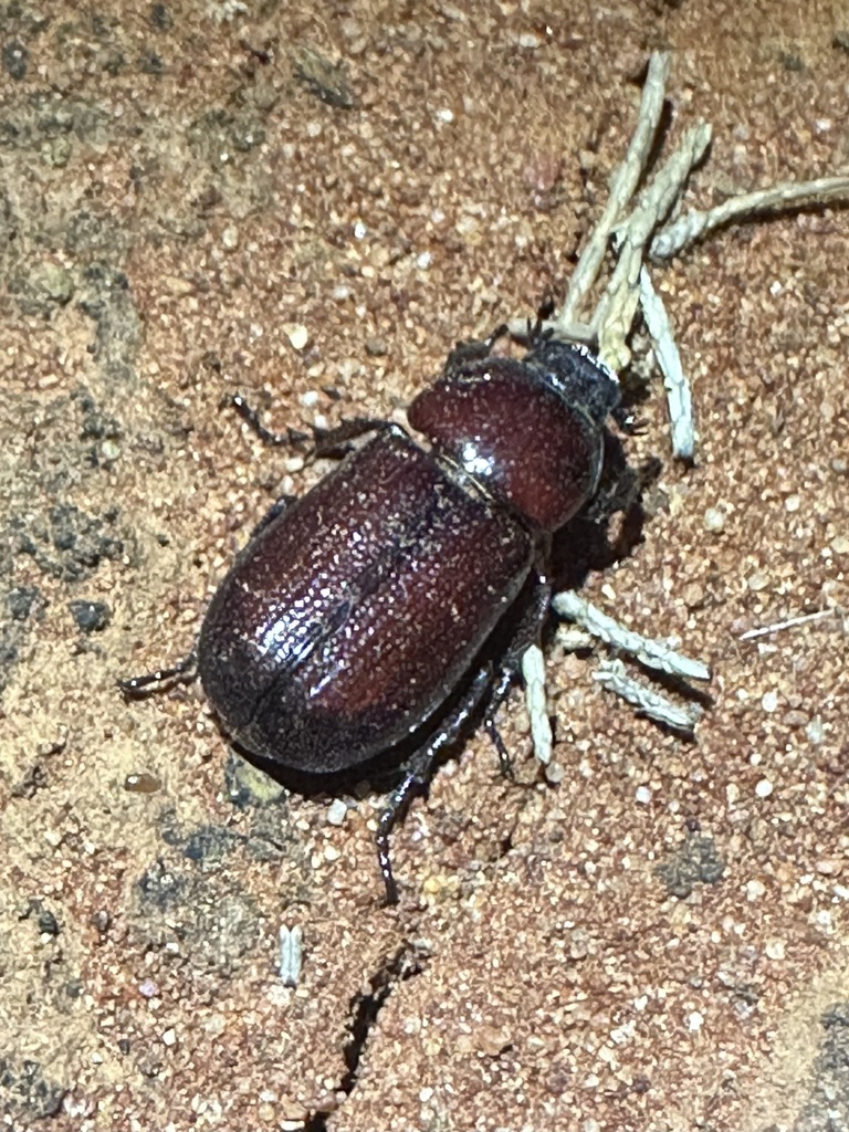 Cryptodus from Round Hill Nature Reserve, Euabalong, NSW, AU on ...