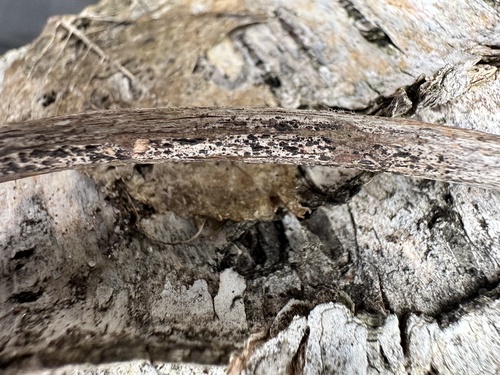 Hypoderma commune · iNaturalist Mexico