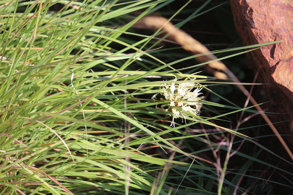 Haemanthus humilis humilis from West Rand District Municipality, South ...