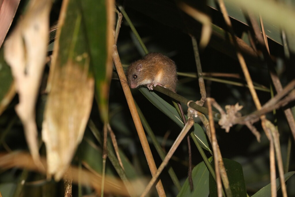 Pencil-tailed Tree Mouse from R9F8+P62 Phanoen Thung Campsite, Tambon ...