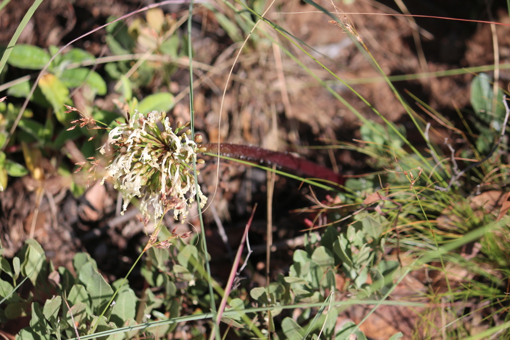 Haemanthus humilis humilis from West Rand District Municipality, South ...