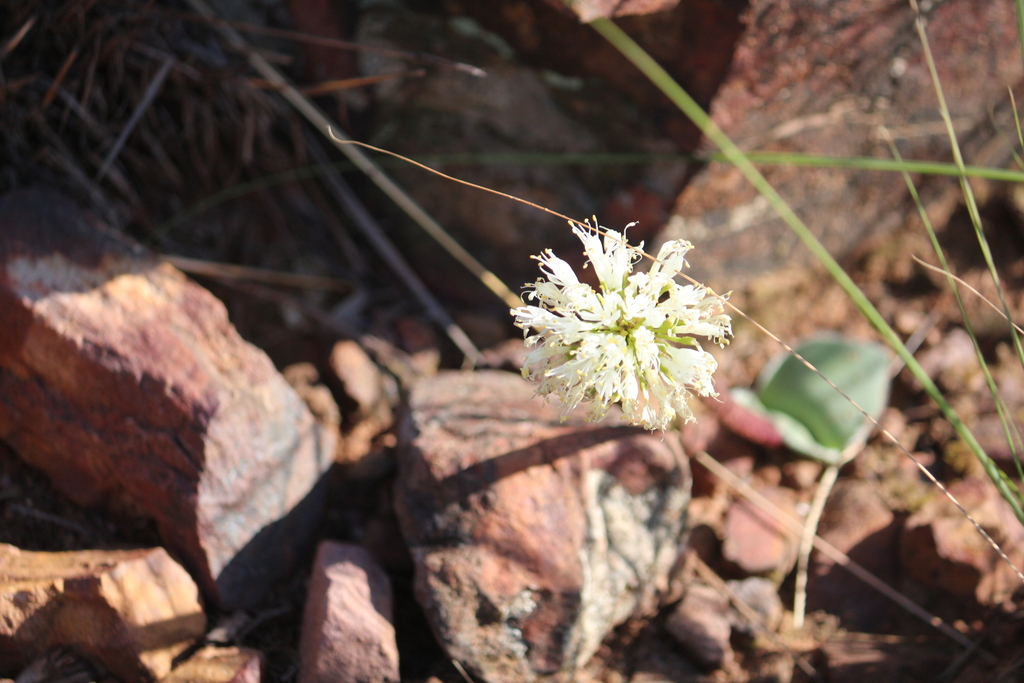 Haemanthus humilis humilis from West Rand District Municipality, South ...