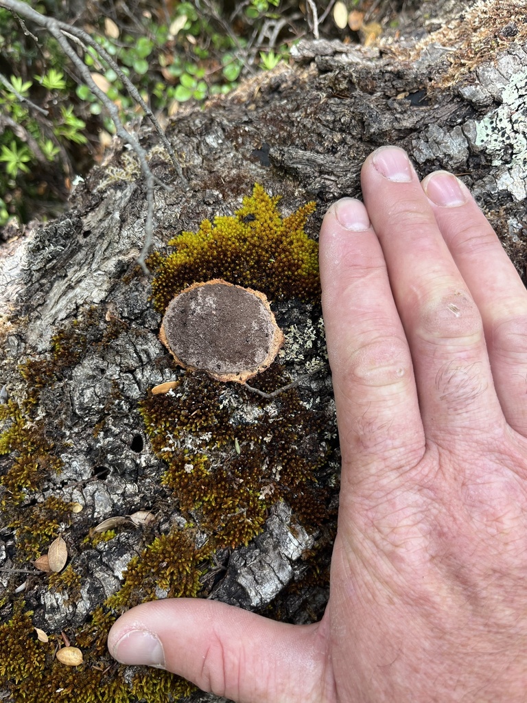 Fungi Including Lichens from South Wairarapa, NZ-WG, NZ on February 3 ...