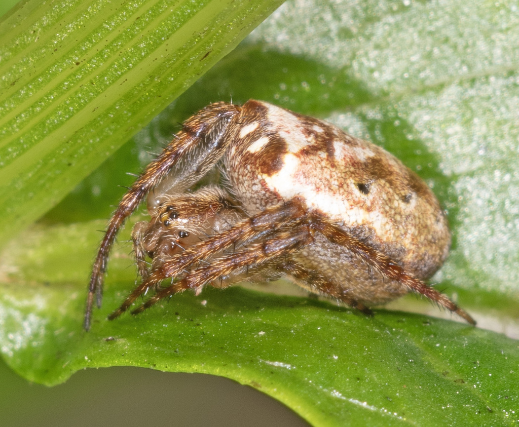 Eastern Bush Orbweaver from Warburton VIC 3799, Australia on January 31 ...